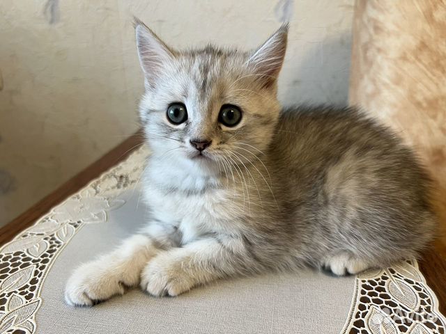 Котенок девочка, полукровка