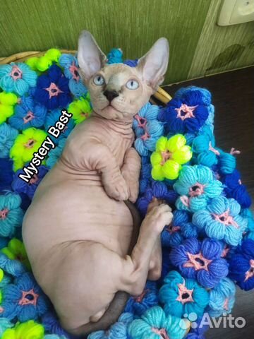 Сфинкс Бамбино котик в разведение