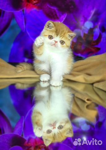 Малышка экзотик