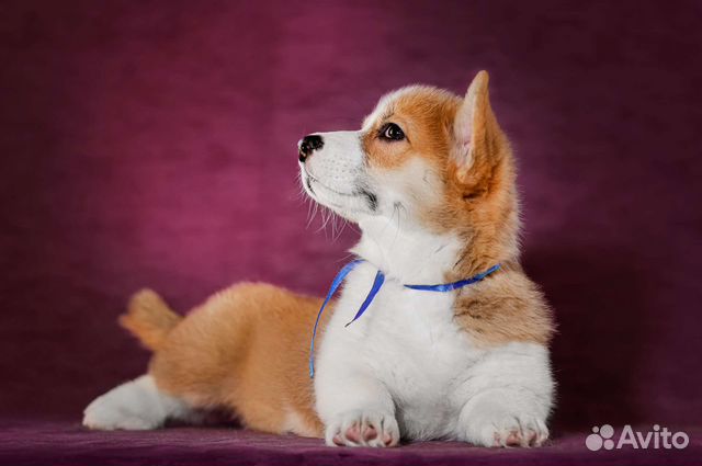 Мальчик коржик