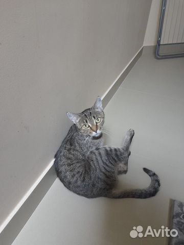 Самая обычная, но прекрасная кошечка ищет свой дом