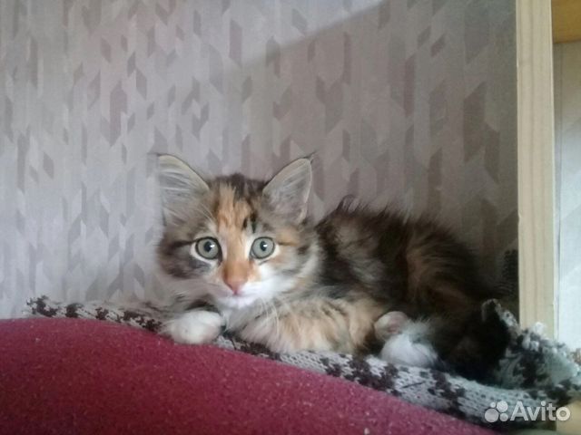 Отдам котенка в добрые руки
