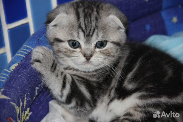 Классный котик Арни и кошечка Ария