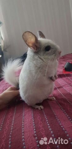 2 шиншиллы (самцы) в хорошие руки