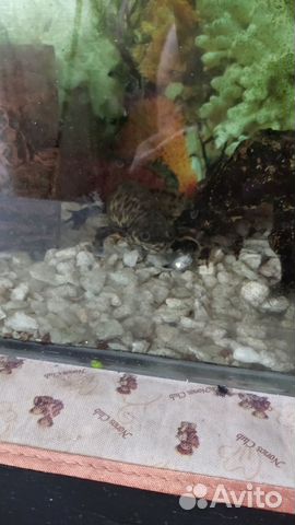 Экзотические животные