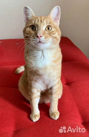 Котик в добрые руки