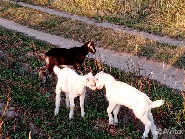 Козы козочки козлята