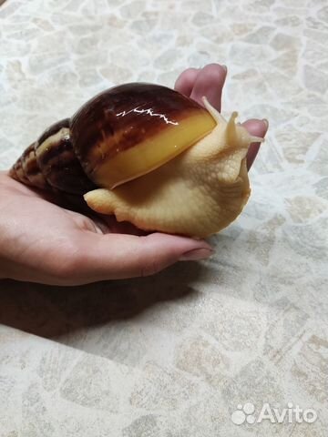 Улитка Ахатина