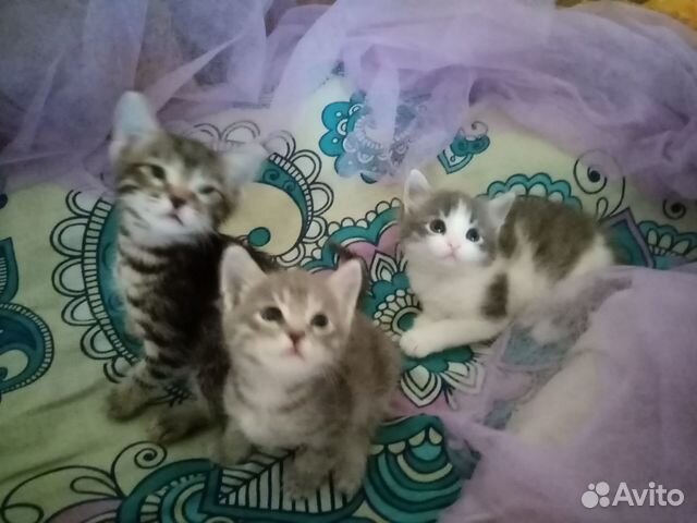 Котята в добрые руки