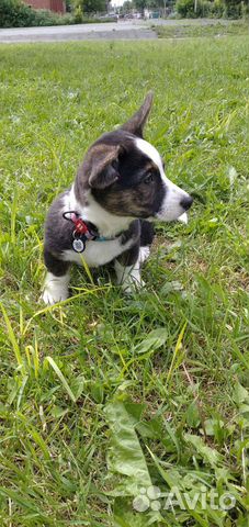 Вельш корги кардиган триколор