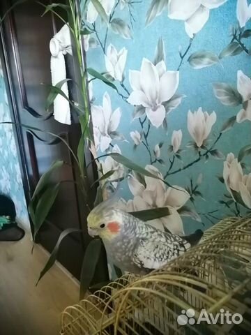 Попугай корелла