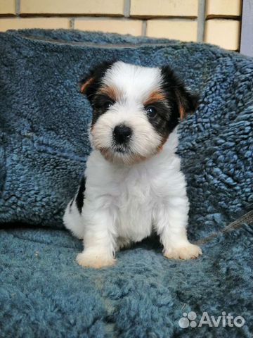 Бивер яркий малыш