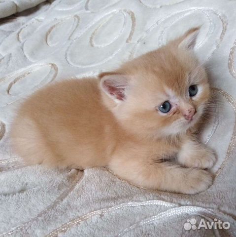 Британские красивые котята