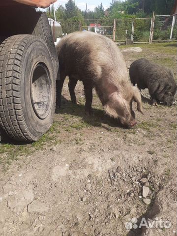 Хряк- производитель ландрас на племя