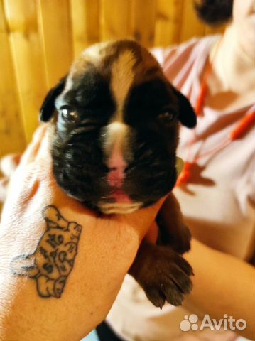 Рыжие щенки боксера РКФ