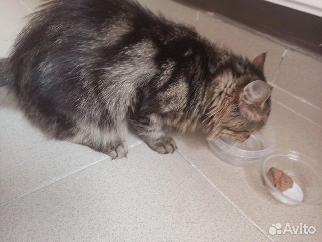 Кот живет в подьезде