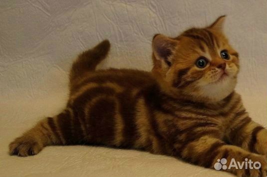 Котики бурундучки