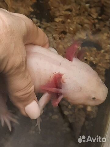 Продается аксолотль