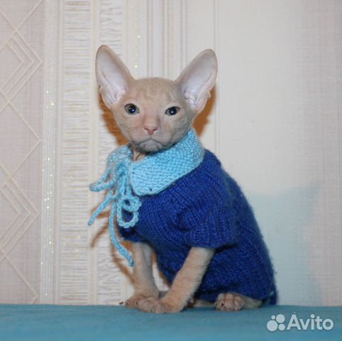 Котёнок левкой (донской сфинкс)