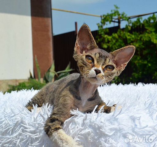 Котята девон-рекс