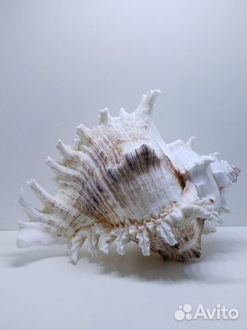 Декорации для Аквариума - Аквасалон Дискус