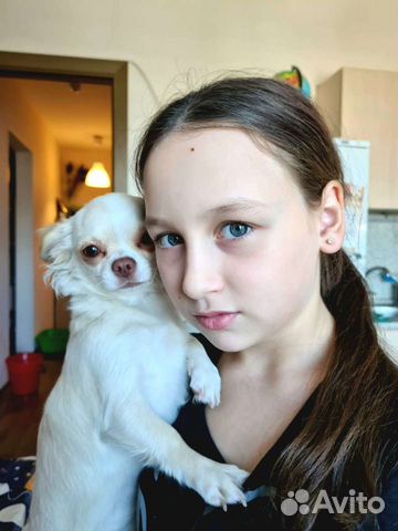 Щенки чихуахуа девочка длинношерстные