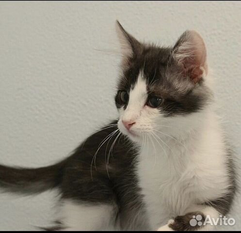 Котёнок Шанечка в дар, в добрые руки, 2,5 мес