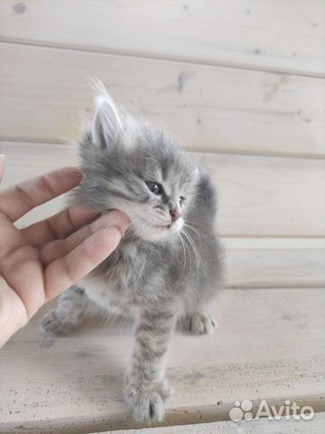 Котята в добрые руки даром серый и 2 рыжих