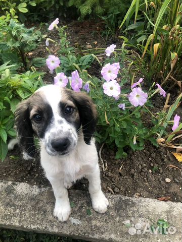 Спаниель метис в дар
