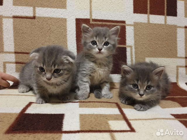 Британские котята