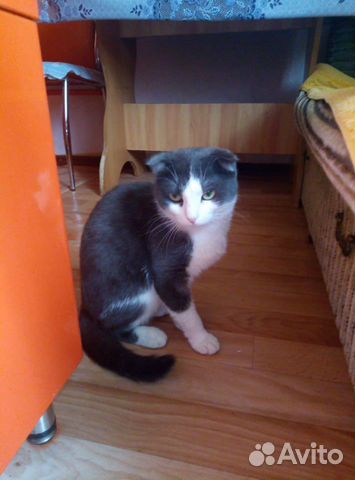 Кошечка в добрые руки