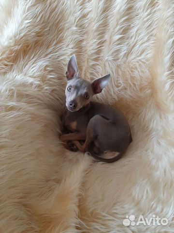 Русский той-терьер вязка