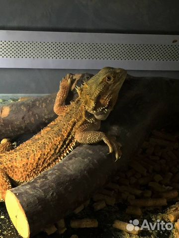 Бородатая агама с террариумом