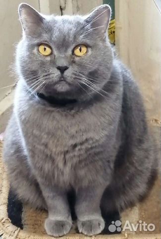Британский Кот