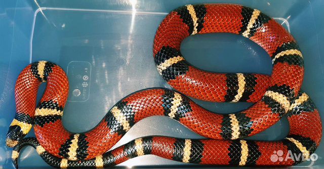 Молочная змея / Lampropeltis triangulum sinaloae