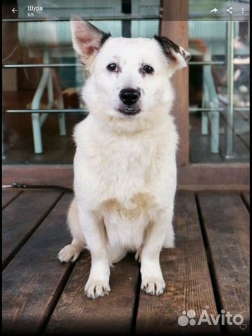 Маленькая собачка в добрые руки