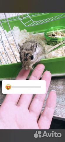 Отдам песчанку