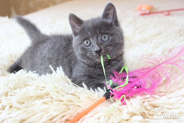 Ласковый котенок девочка 1,5 мес в добрые руки
