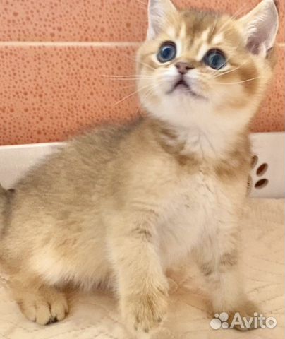 Котик золотой шиншиллы