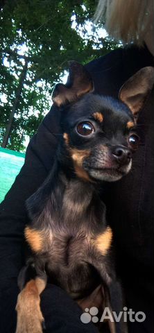 Вязка Русский Той мини мальчик ищем девочку