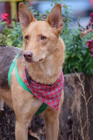 Озорной Огонек