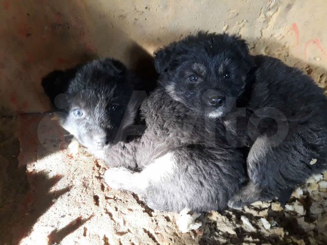 Щенята 1 месяц