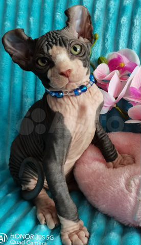 Канадский сфинкс эльф