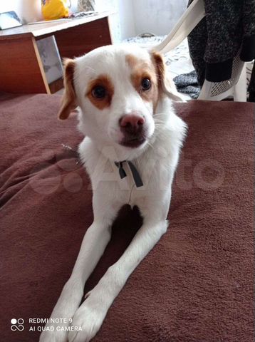 Отдам бесплатно