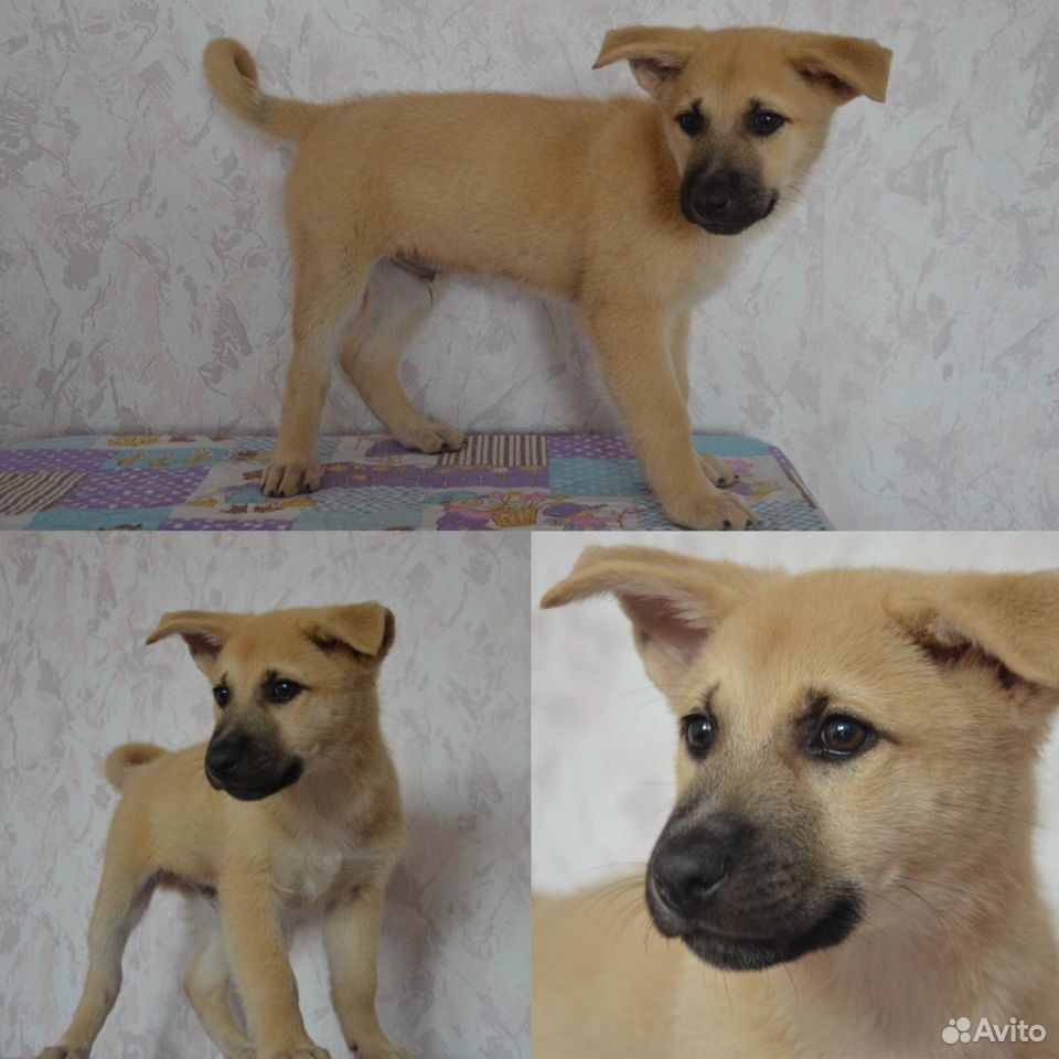 Щенок Арчи 3 месяца в добрые руки