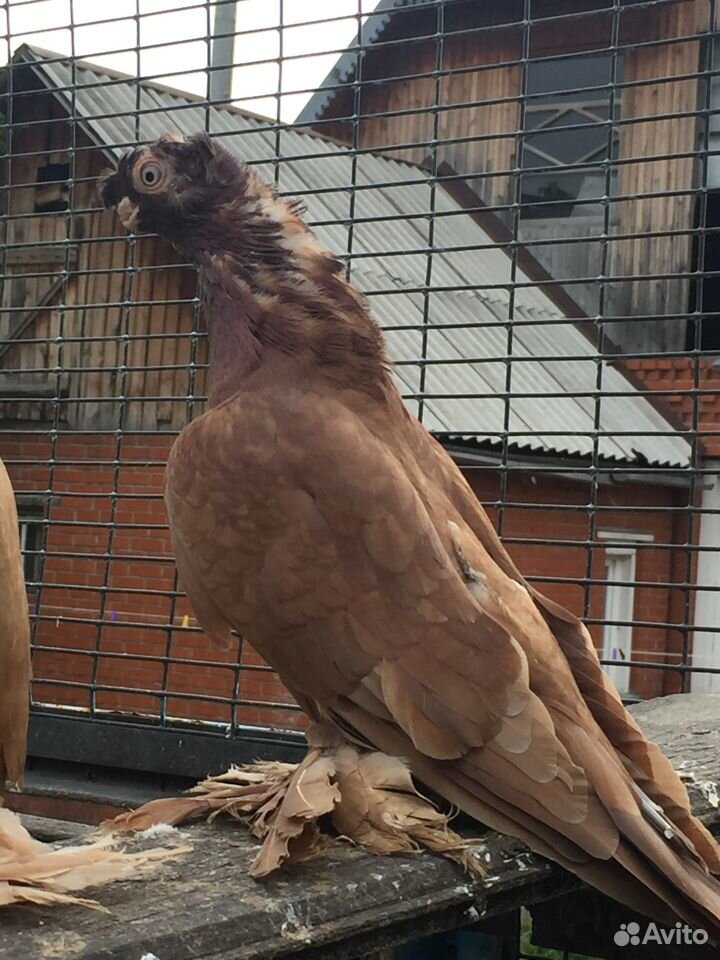 Голуби Узбекские