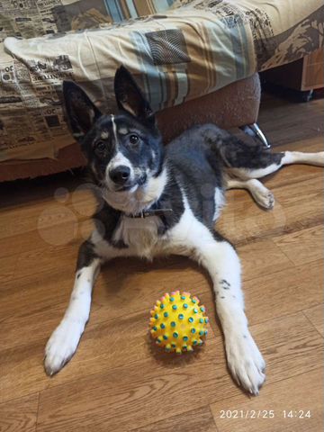 Собака девочка стерилизованная 17кг