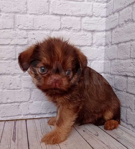 Брюссельский и бельгийские мальчишки-гриффоны