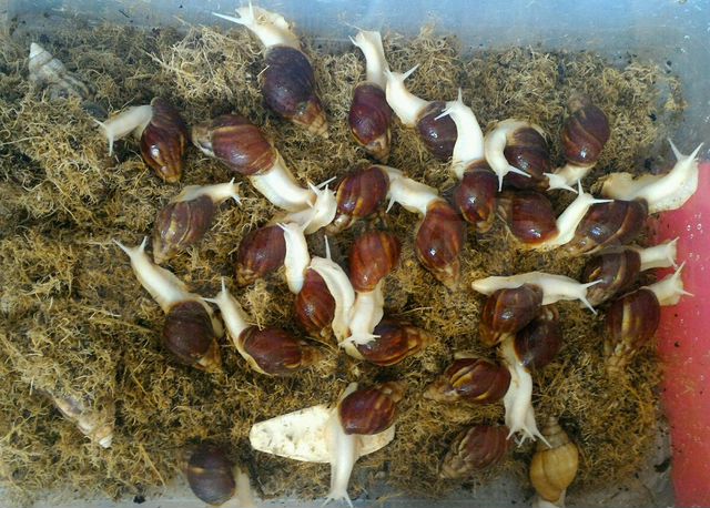 Улитки Ахатины альбиносы