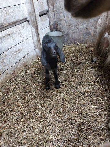 Нубийские козлята